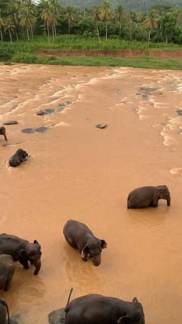 Слоны 🐘 пришли 📣 #адвайзерытревел #pinnawala #srilanka