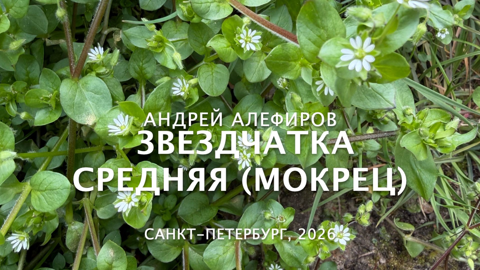 Звездчатка средняя. Алефиров А.Н.