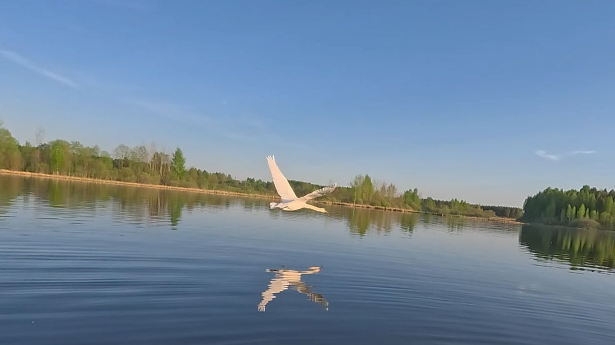 Лебединые разборки, делёжка невесты.