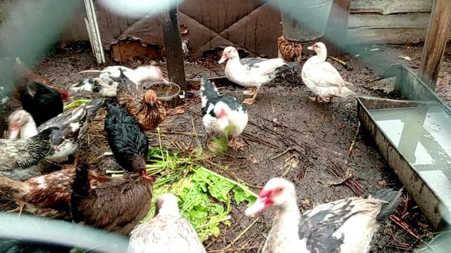 Индоутки и куры нашего двора