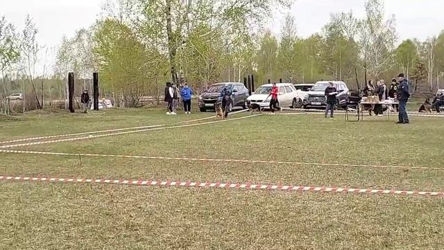РАБОЧИЙ СУКИ / КЧК АНГАРСК 17 мая`26 О.Янчев Моно немецких овчарок