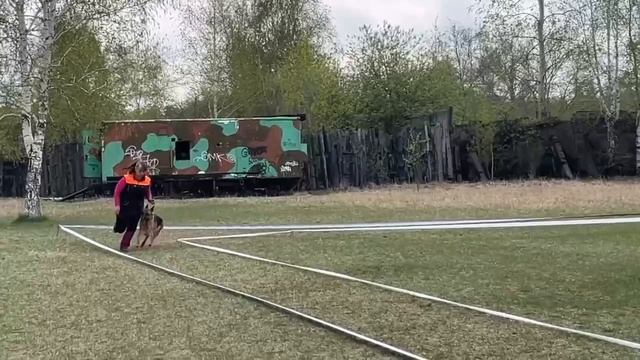 РАБОЧИЙ СУКИ / КЧК АНГАРСК 16 мая`26 А.Малышевский Моно немецких овчарок