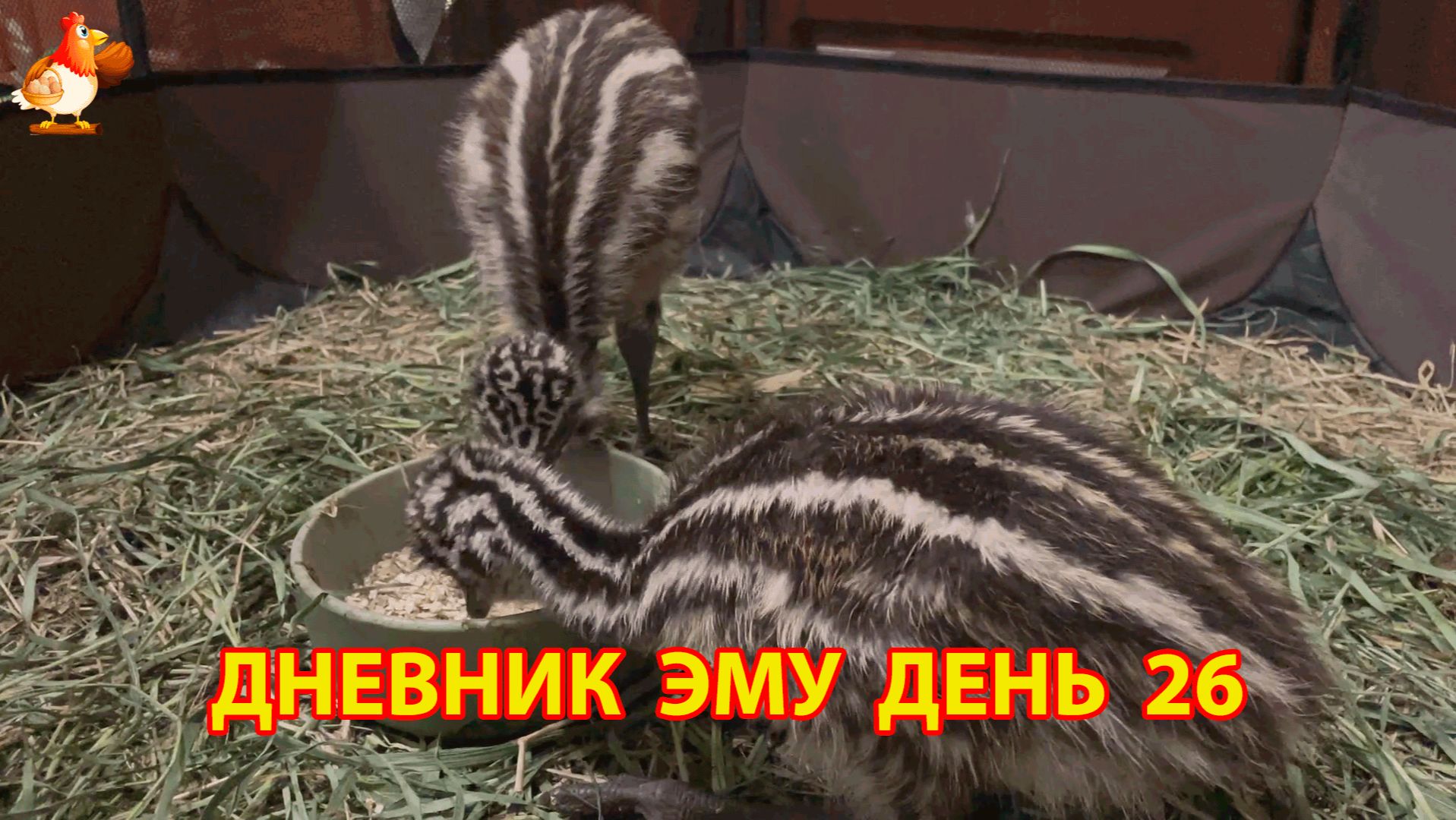 Дневник страусят Эму день 26