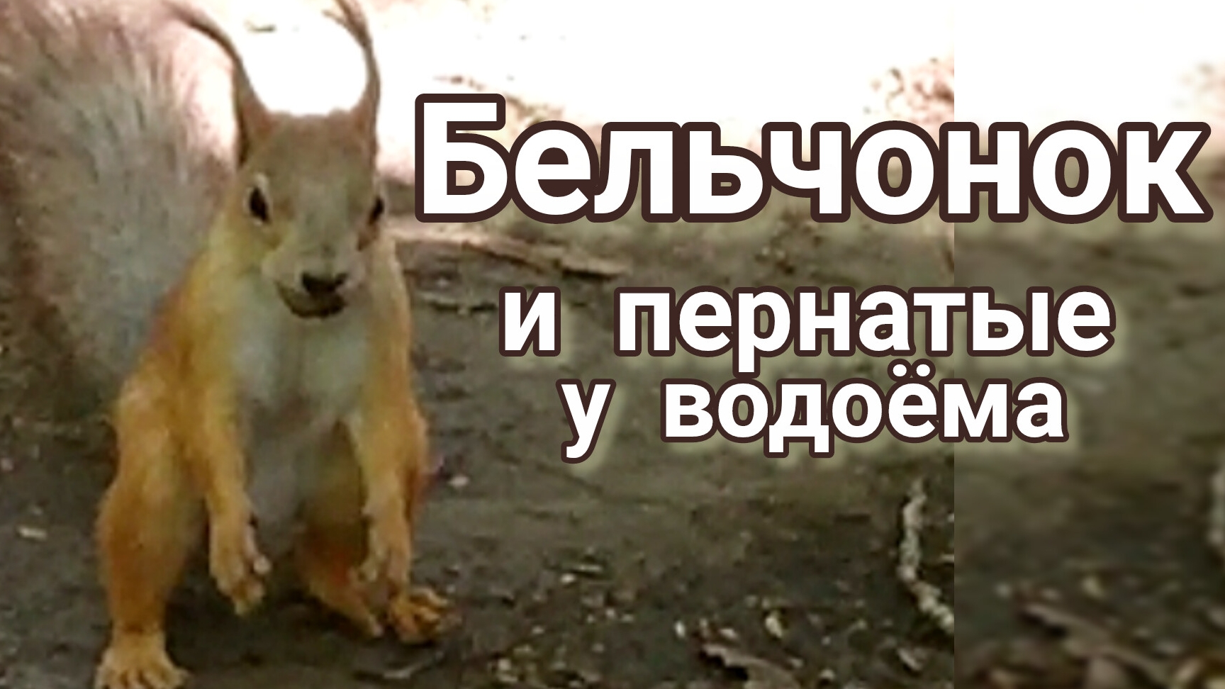 Бельчонок и пернатые у водоёма