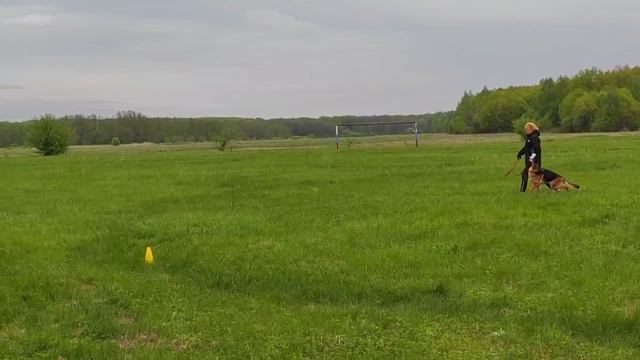 1 Отл. КЧК РЕЙЧЕЛ +++ №22. МИЧУРИНСК 10 мая`26 Моно немецких овчарок