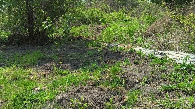 Дачные истории. Сделали несколько грядок. Маленький гость