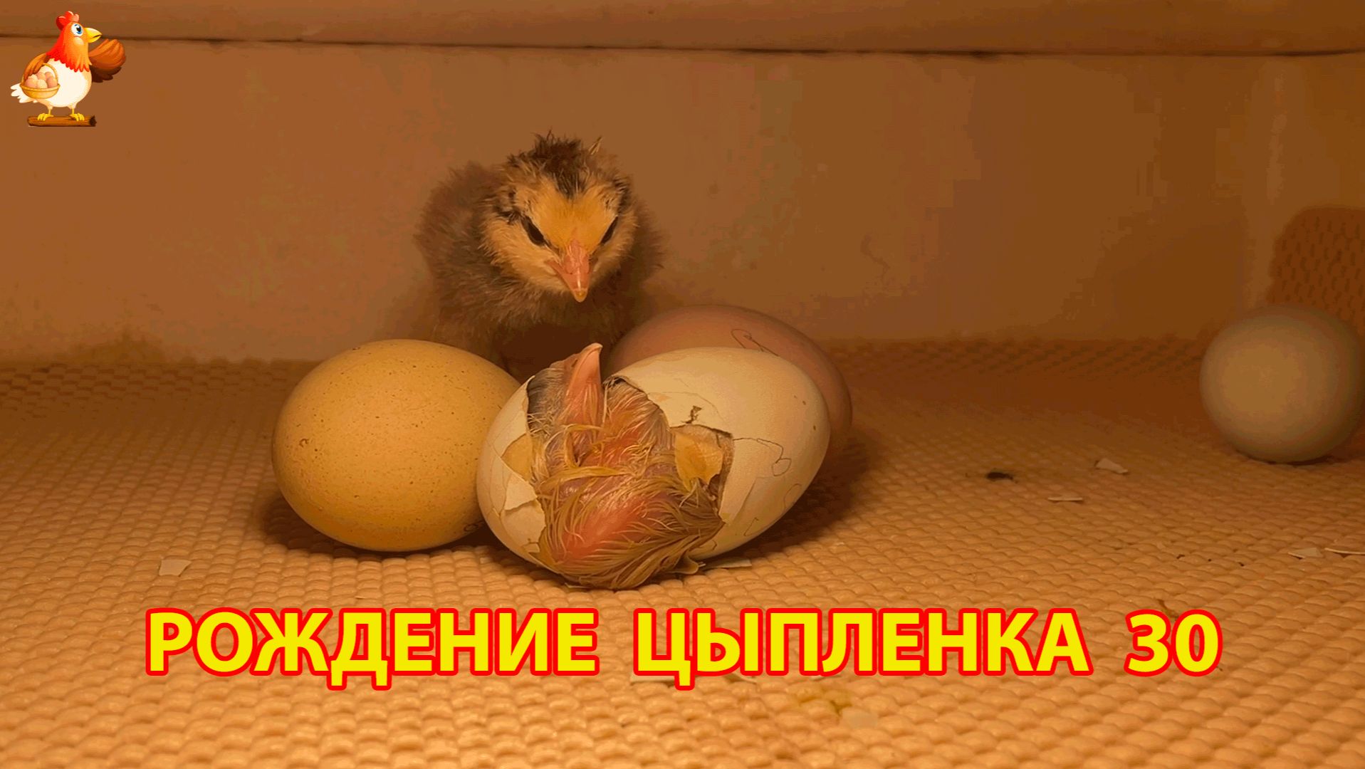 Вылупление цыпленка из яйца в инкубаторе версия 30