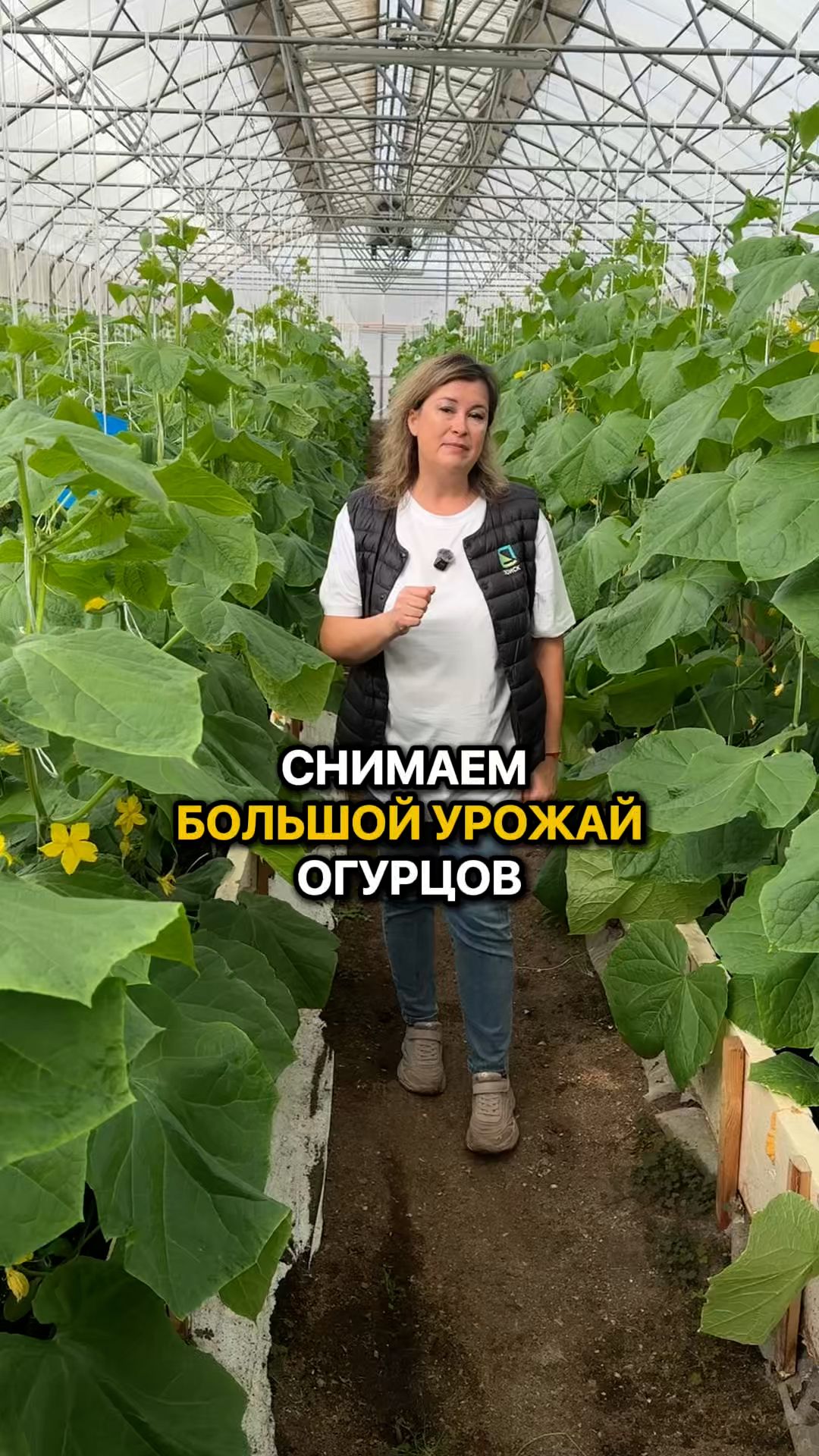 Три урожайных огурца для формирования в один стебель!