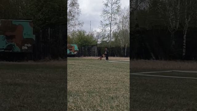 1 Отл. КЧК ЯДВИГА с Братского взморья +++ №13. АНГАРСК 16 мая`26 Моно немецких овчарок