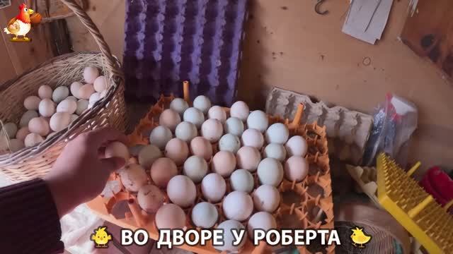 Содержание кур в домашних условиях и других птиц во дворе у Роберта 🐣🐤🦆🐔🪿🦃 (499)