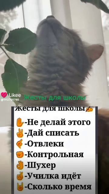 scene_output.mp4