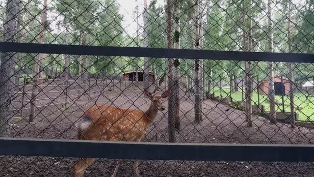 Роев ручей. Красноярск