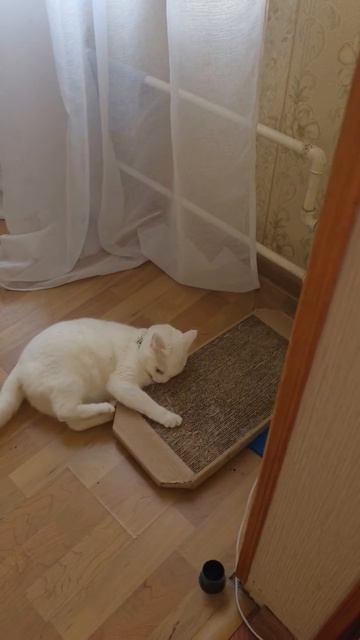 Милка точит коготки