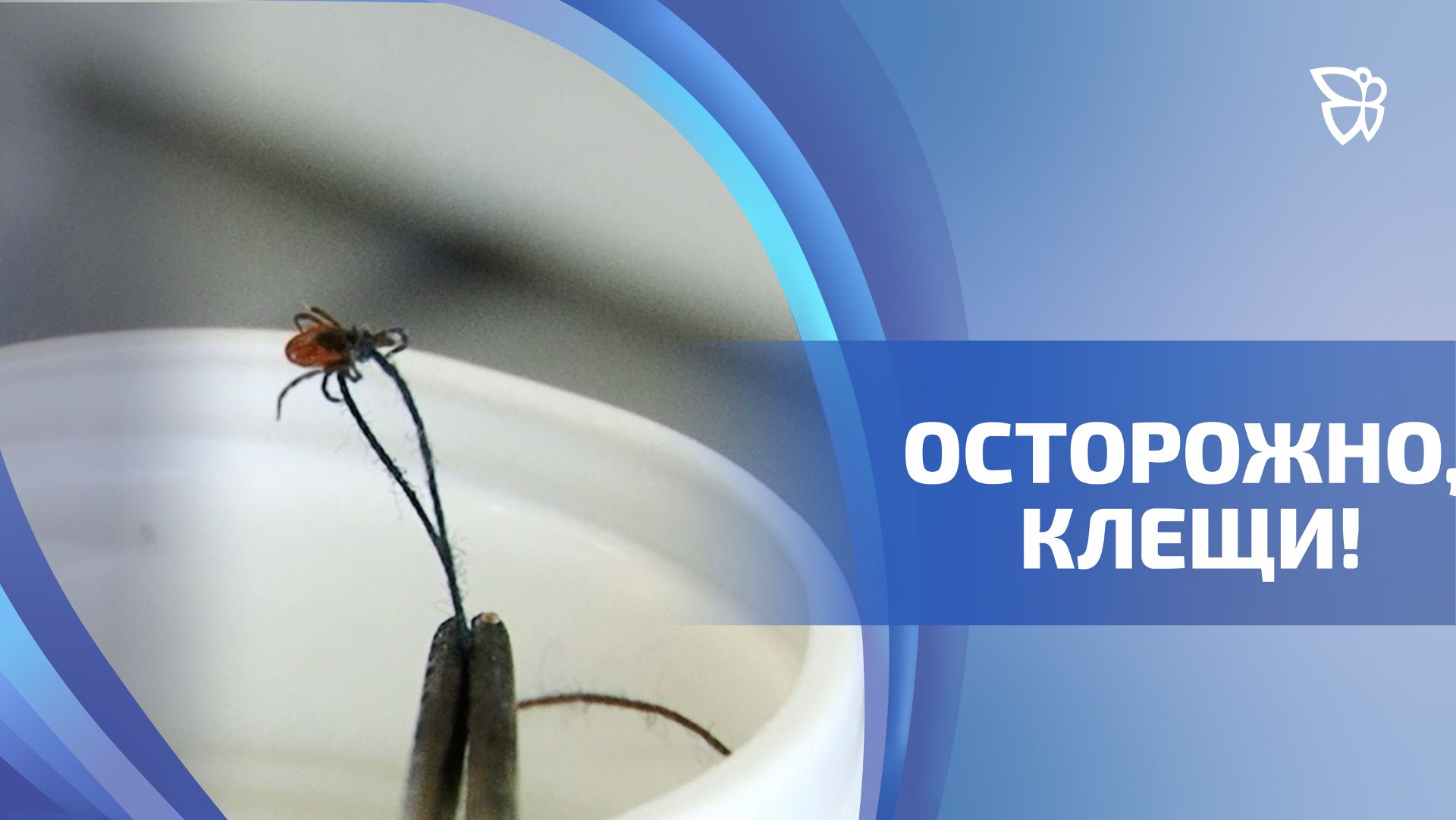 По данным регионального Роспотребнадзора, от укусов клещей пострадали более 3 тыс. человек