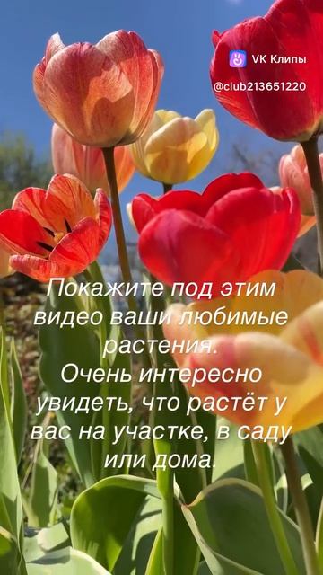 Какие ваши любимые растения?