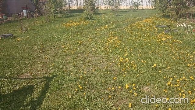 Посадка картофеля Будет Через неделю, Одуванчик подрастает, Появилась Круглая грядка Вместо Угловой