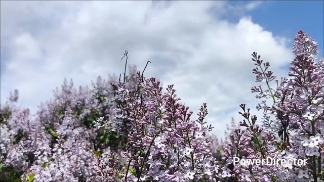 Липецкая обл. Церковь Богоявления Господня. 17.05.26 г.