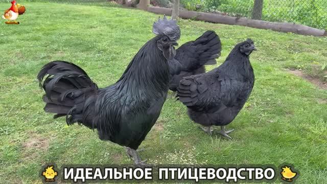 Идеальное птицеводство достойно восхищения 🐓🦆🦢🦚🦃🐔 эпизод (497)
