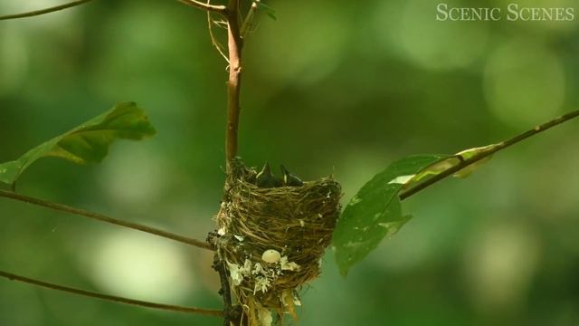 Редкие птицы и дикая природа в лесу с расслабляющими звуками  для отдыха и внутреннего баланса