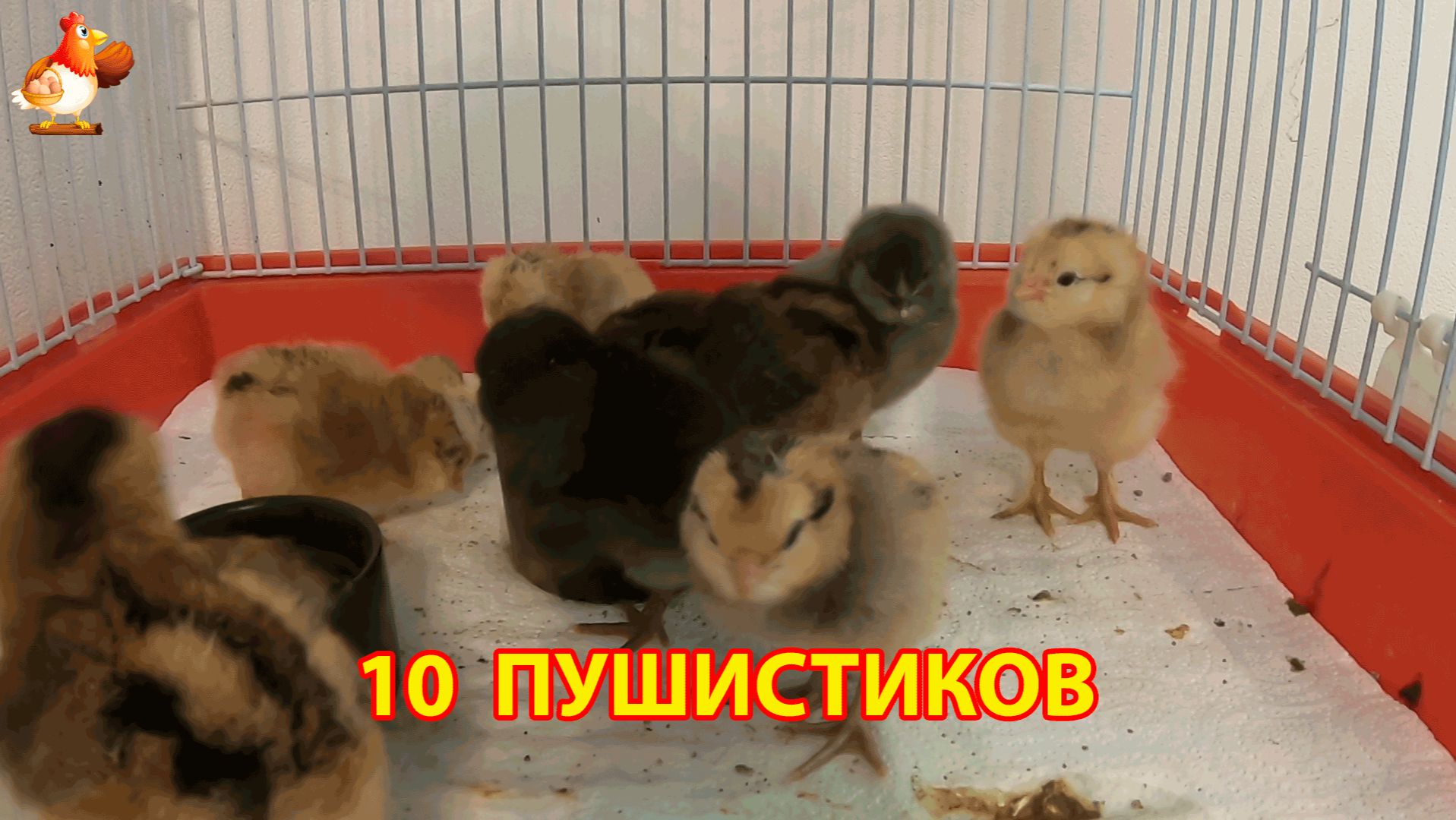 10 цветных цыплят после инкубатора поселились в клетке и скоро уедут в новый дом (1)