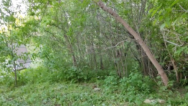 Гуляю по фруктовому лесу на своём участке