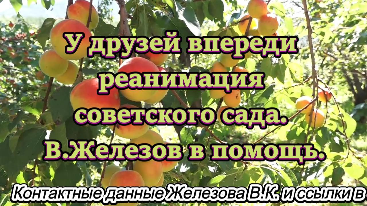 У друзей впереди реанимация советского сада. В.Железов в помощь.