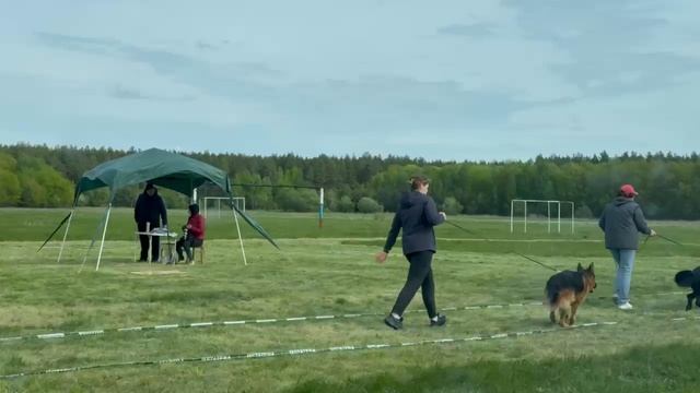 РАБОЧИЙ КОБЕЛИ / КЧК МИЧУРИНСК 10 мая`26 М.Качалкина Моно немецких овчарок