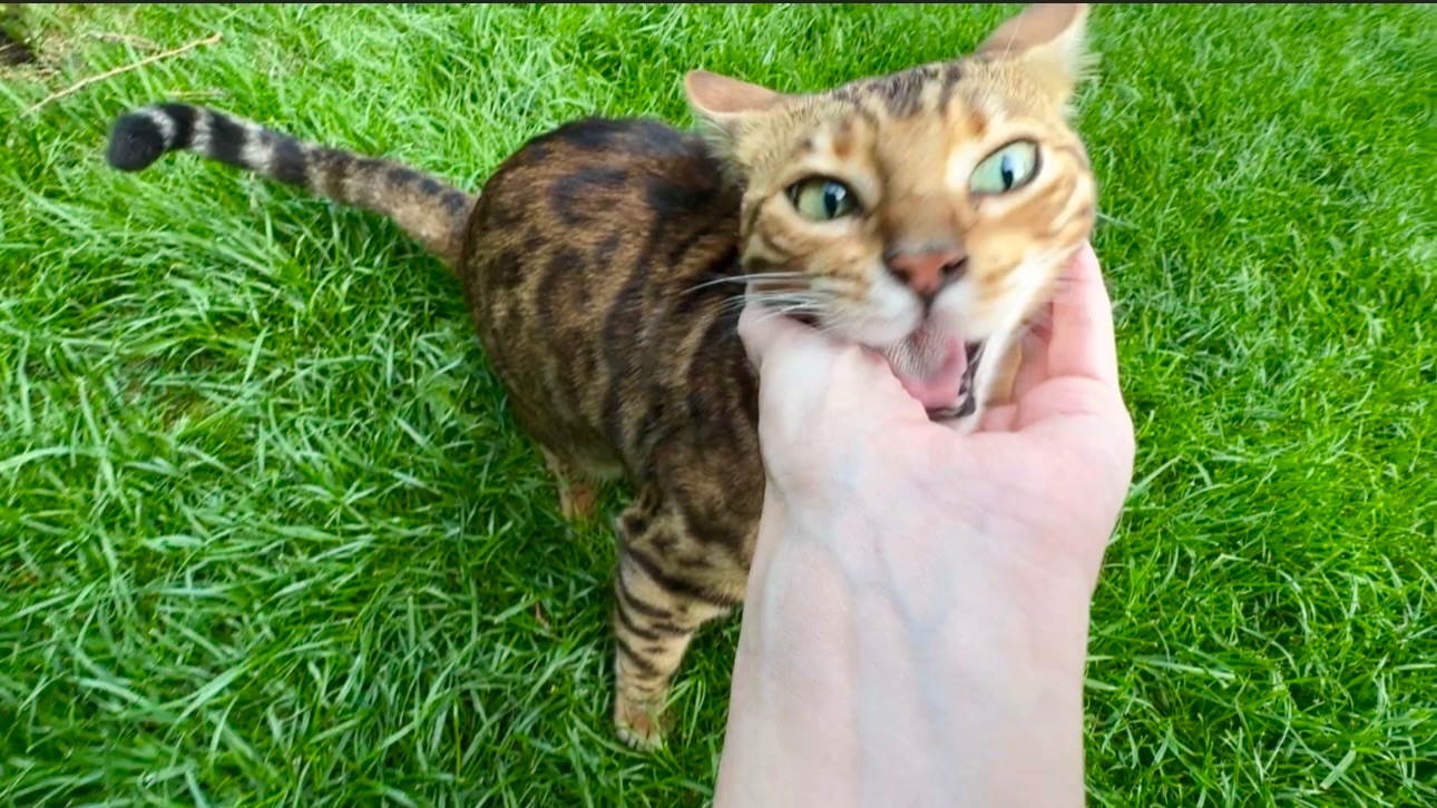 Кошка Синди теперь спит на улице ! Показываю наше утро !