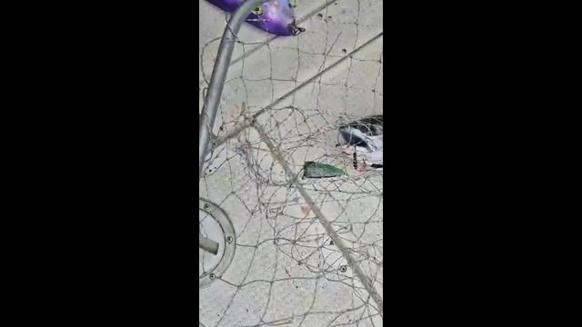 Сима на троллинговую блесну №136 Assist от Mr.Musurok 🔥