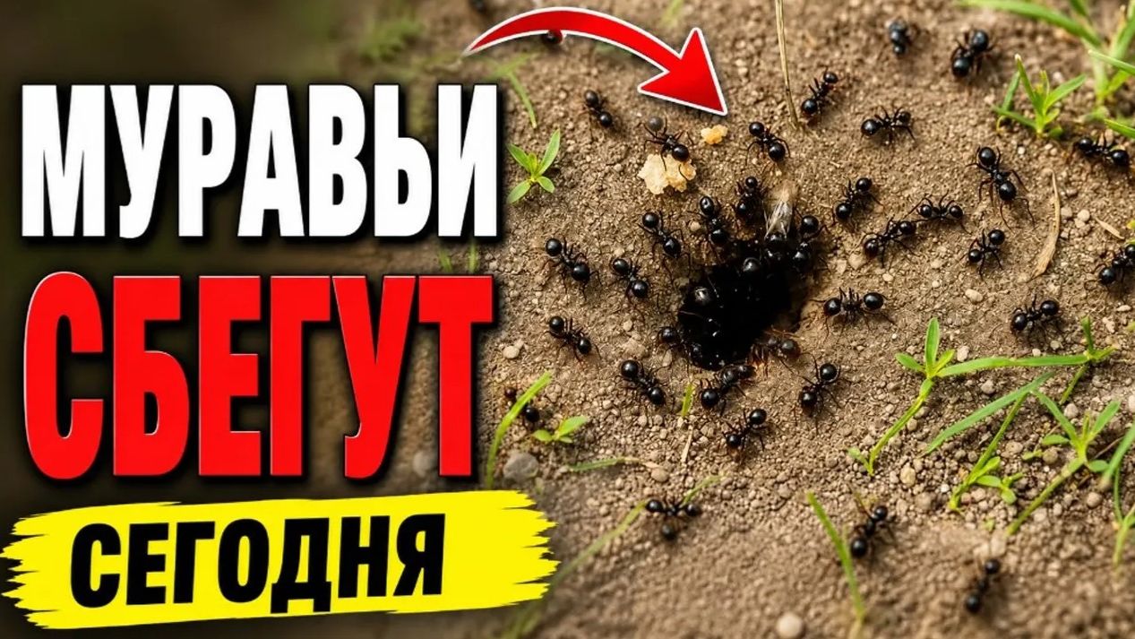 Муравьи сбегут уже сегодня! Проверенный способ