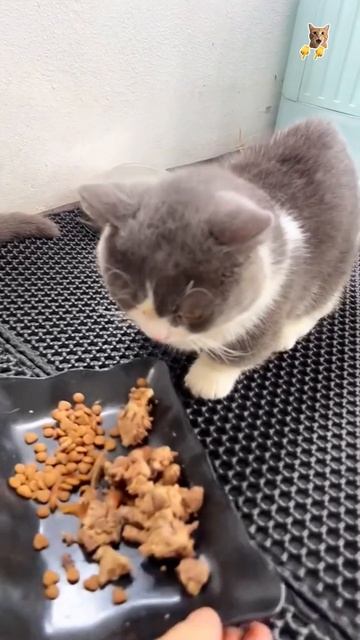 Очень голодные кошки!😻Веселые котики. Коты хулиганы! Невероятные трюки! #кот #хулиган #трюк #short
