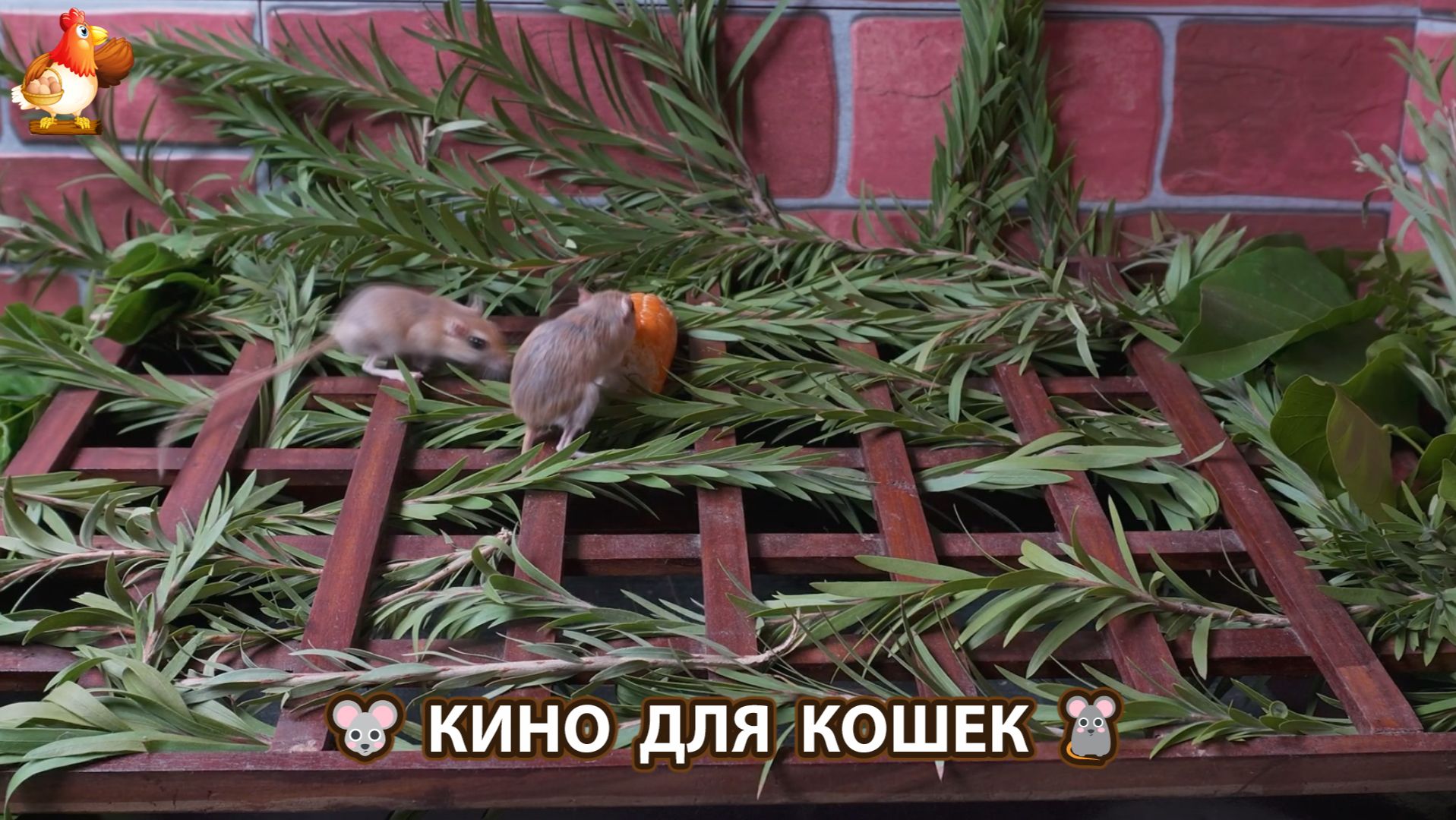 Видео для кошек про крысок развлекать питомцев 🐭🐀😂 (534)