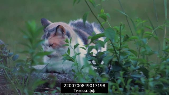 Последний контент