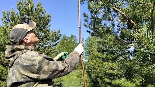 Сбор зелёной молодой сосновой шишки. Спецодежда. #80