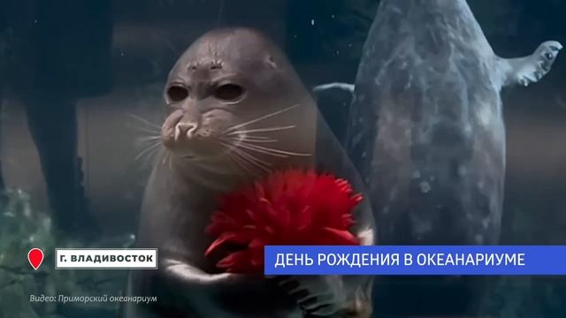 «Живём в Приморье» — выпуск 46