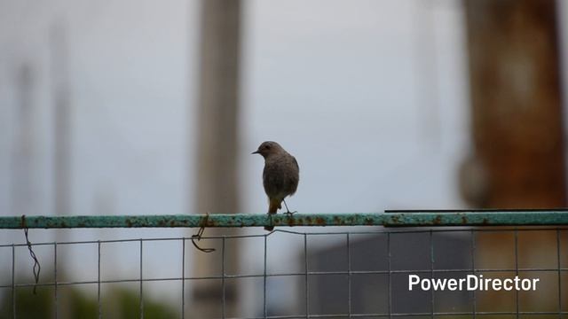 Горихвостка. Май 2025 г.