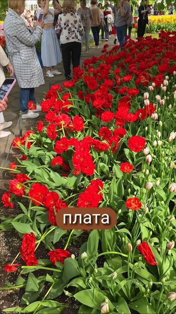 Атмосфера на Елагином острове во время фестиваля тюльпанов