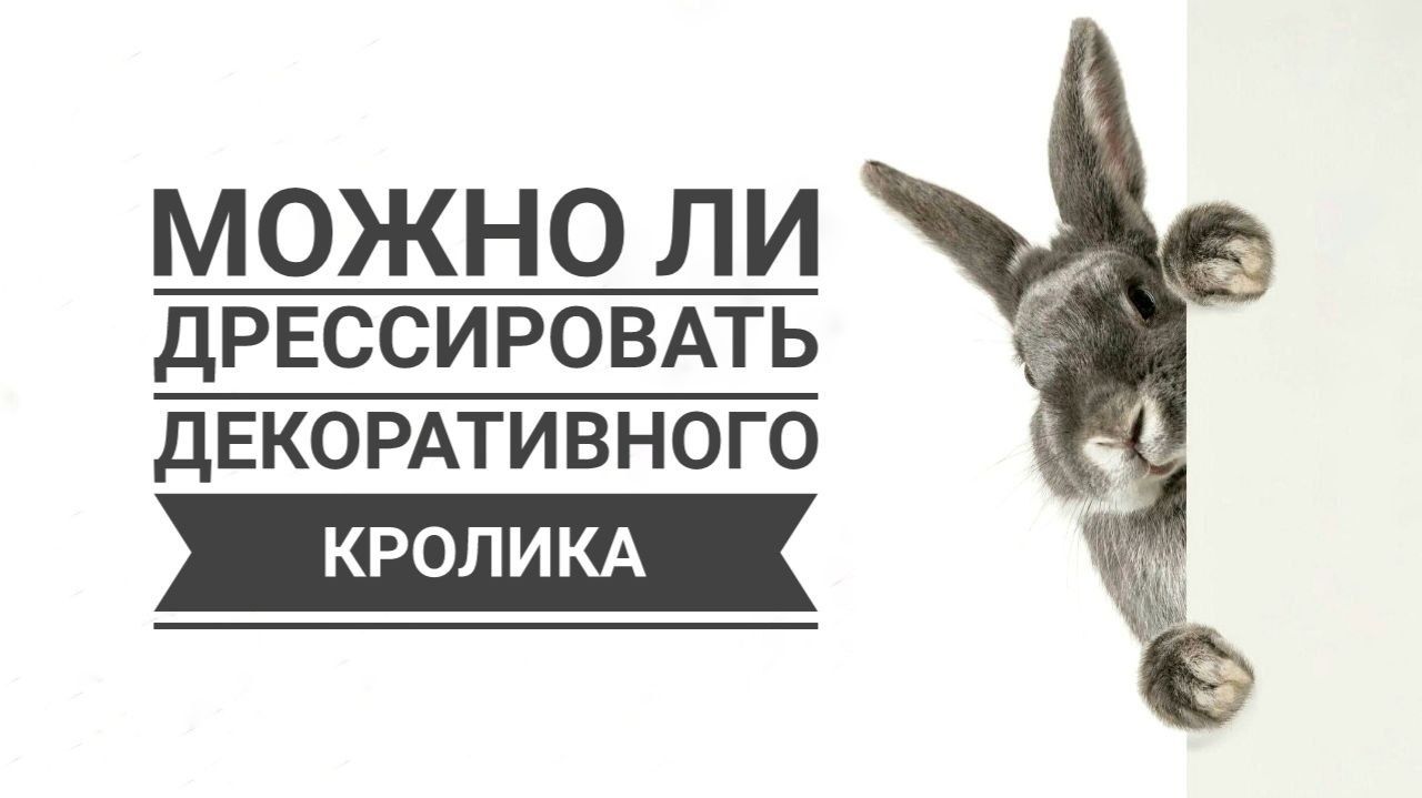 Можно ли дрессировать декоративного кролика