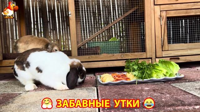 Забавные утки мускусные и пекинские на свободном выгуле со своими друзьями ч.(396) ❣️🤗😂