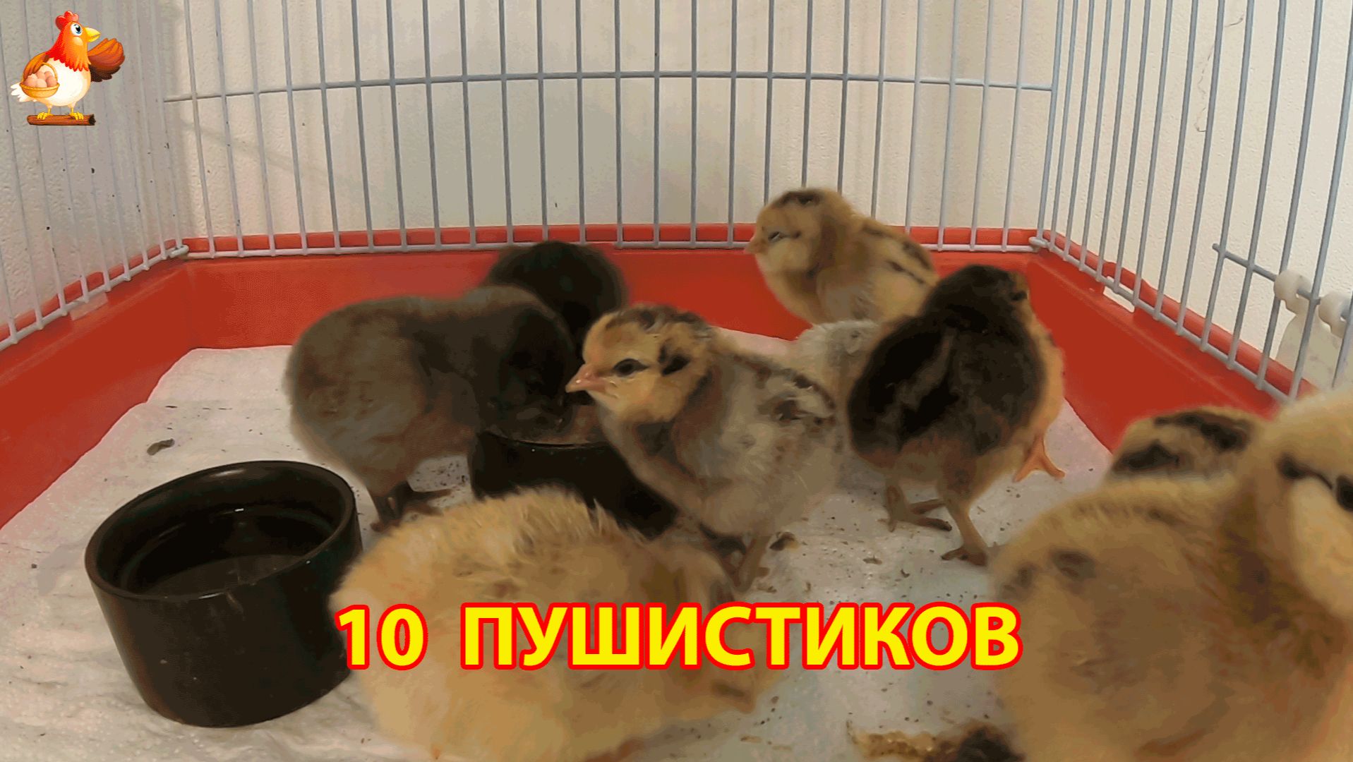 10 цветных цыплят после инкубатора поселились в клетке и скоро уедут в новый дом (2)