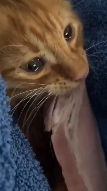 Когда мясо не жуётся 😿