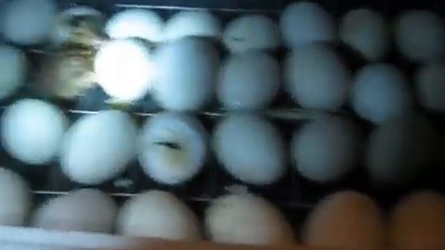 ВЫЛУПЛЕНИЕ УТЁНКА ИЗ ЯЙЦА! В ИНКУБАТОРЕ! ОДИН ВЫЛЕЗ А ВТОРОЙ СДЕЛАЛ ДЫРКУ!