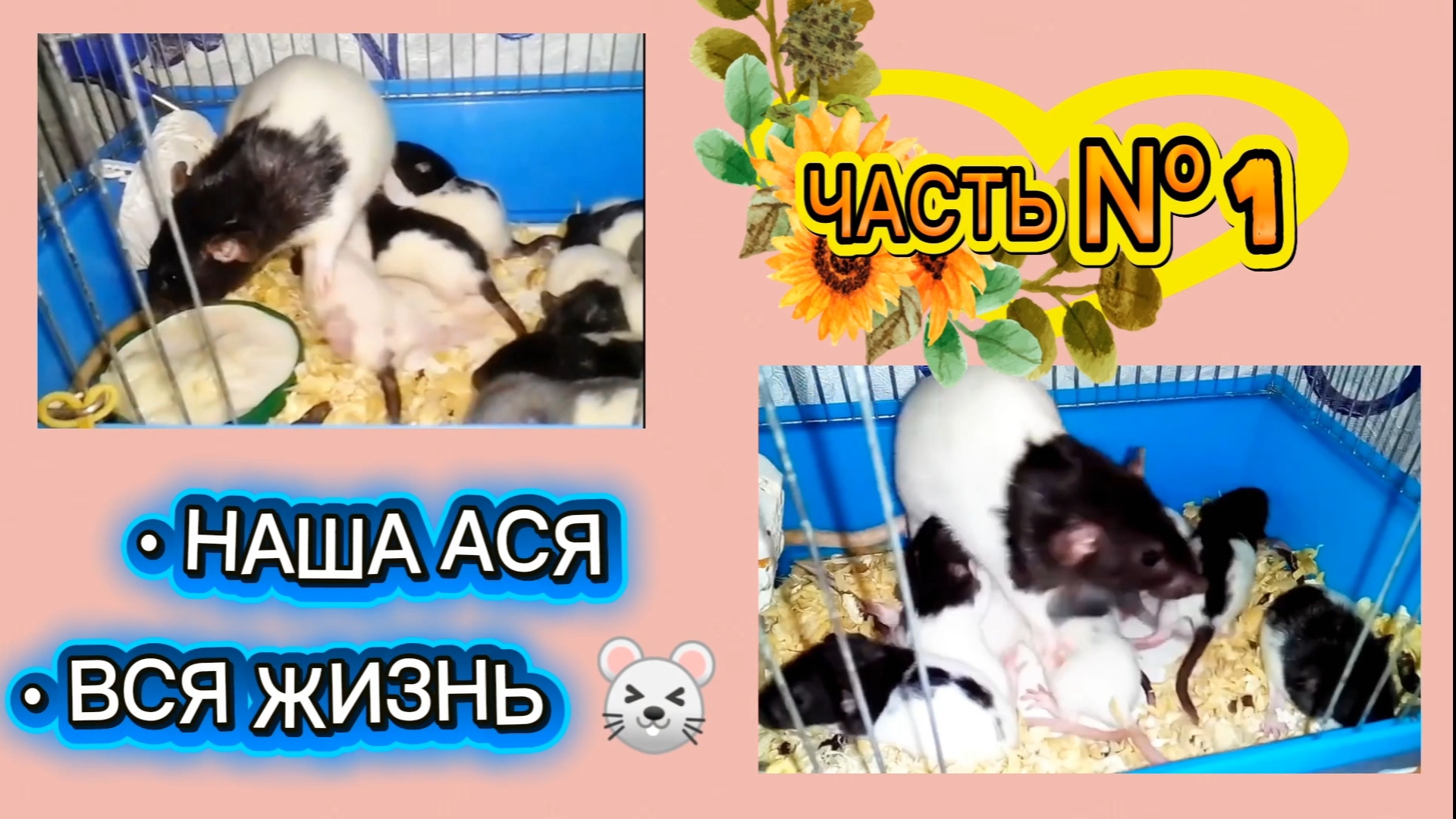 Часть № 1 Айся и её детки: архивная история любви.Видео — не для просмотра на бегу.