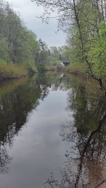 Весенняя плотва на реке