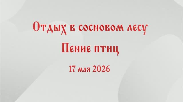 Отдых в сосновом лесу. Пение птиц