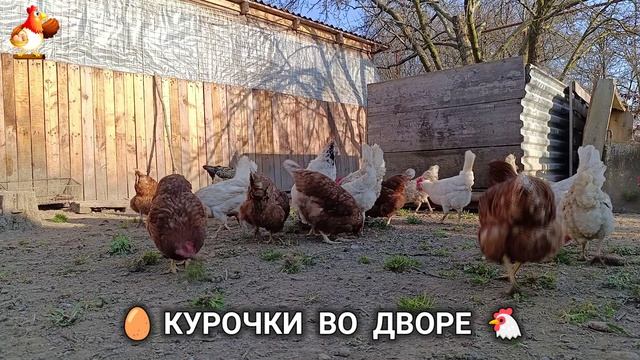 Забавные курочки несушки во дворе очень счастливы 🥚😂🐥 (10)