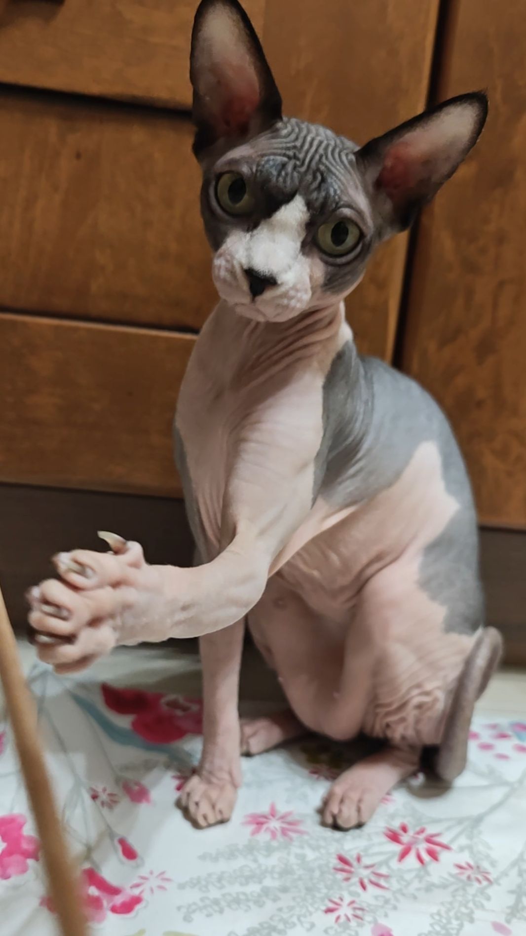 Кто помогает мне творить? 🐾