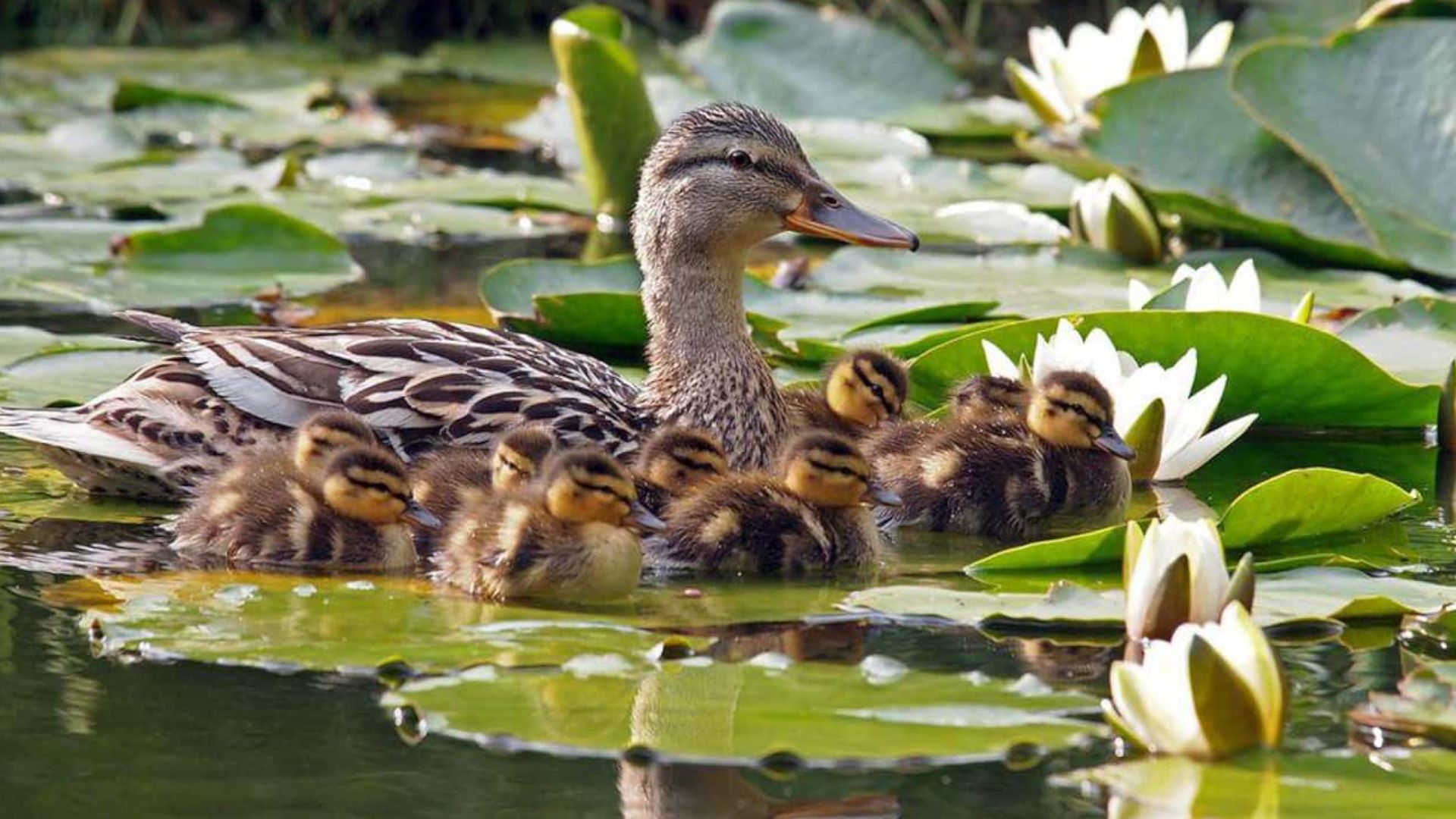 Раздались на прудах и кронах крики