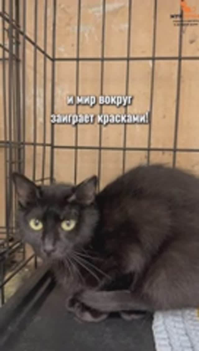 Эйна ждёт вас в приюте #Муркоша