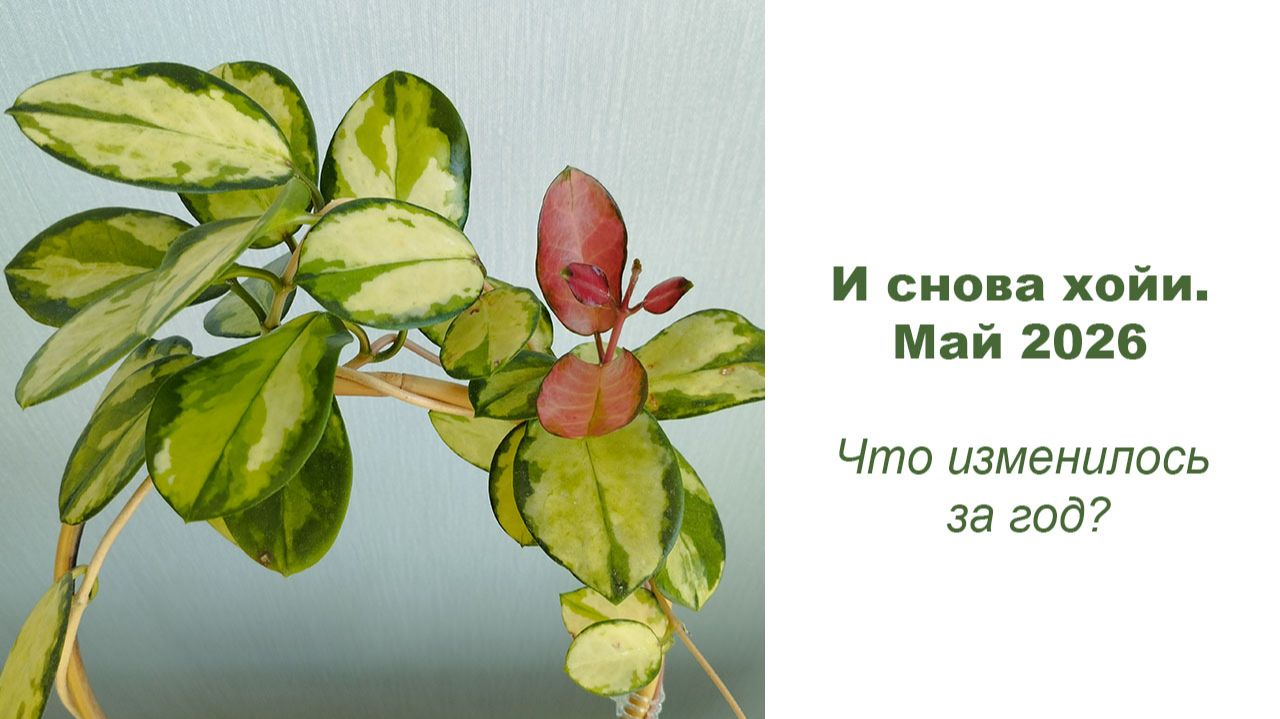 Хойи, май 2026. Как быстро меняется моё настроение